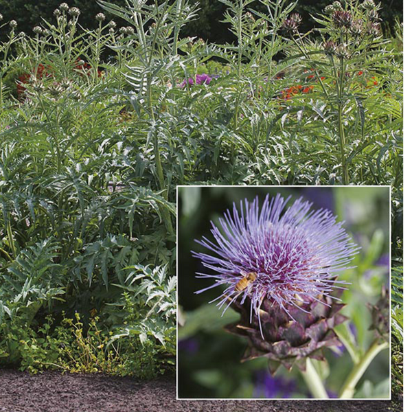 Cardoon - Cynara cardunculus Seeds – Croft Seeds